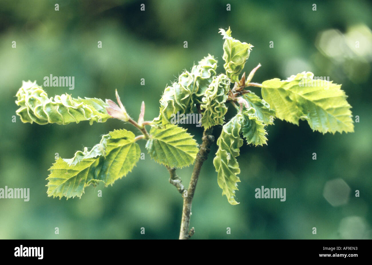common hornbeam, European hornbeam (Carpinus betulus), damage gall mite ...