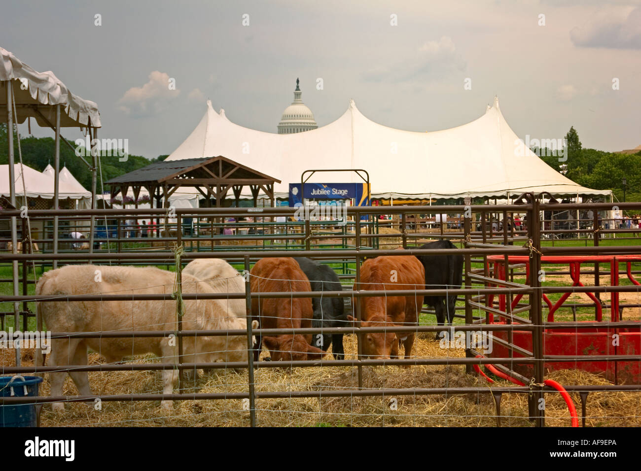 Cows grazing on the National Mall, Washington DC Stock Photo - Alamy