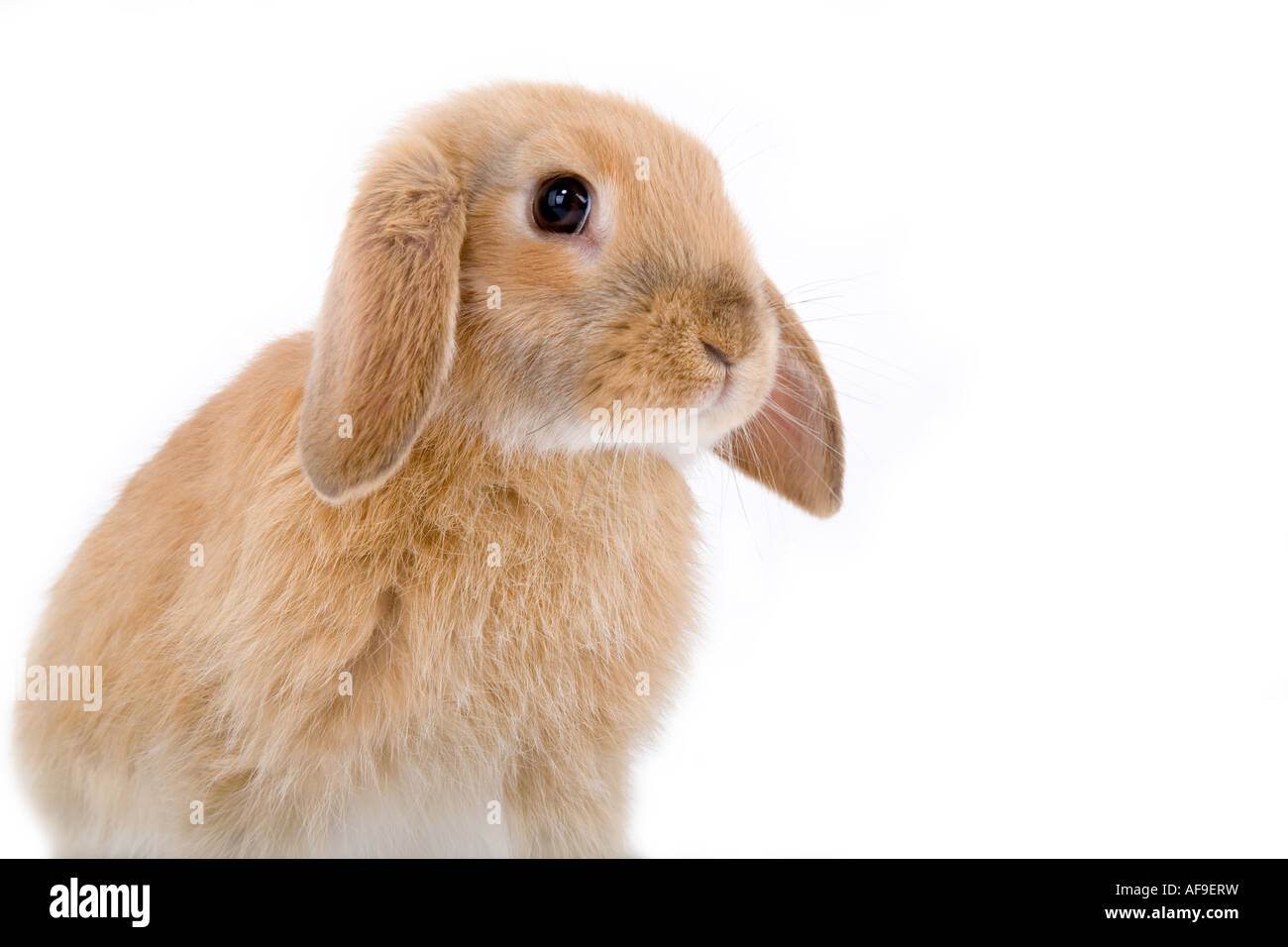 brown white bunny on the left side Stock Photo - Alamy