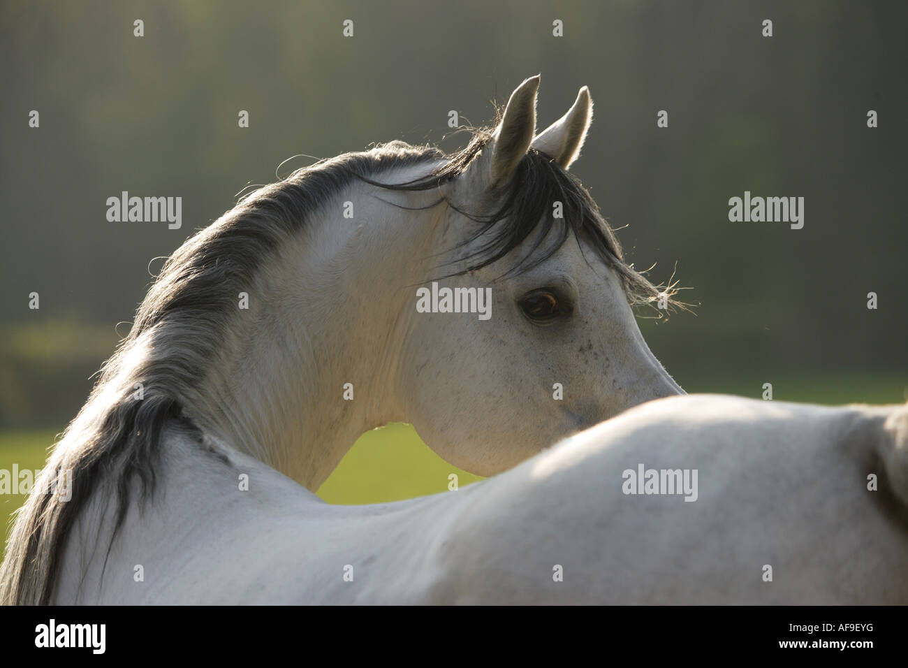 Turning horse hi-res stock photography and images - Alamy