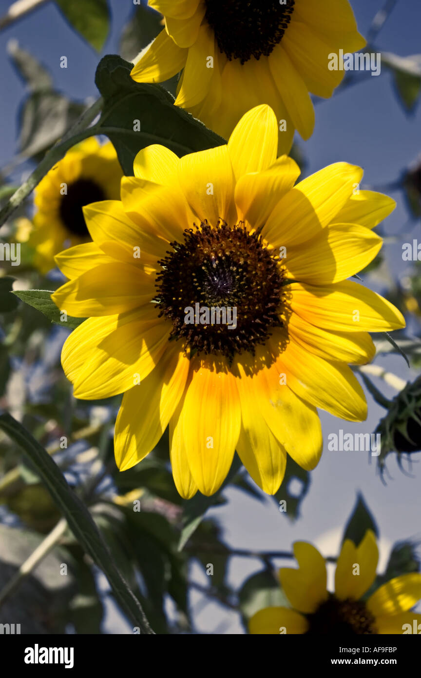 Full view on a sunflower Stock Photo - Alamy