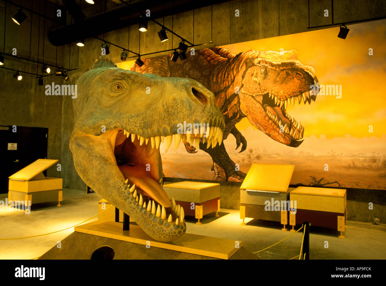 Canada Saskatchewan T Rex skeleton at the T Rex discovery center in ...