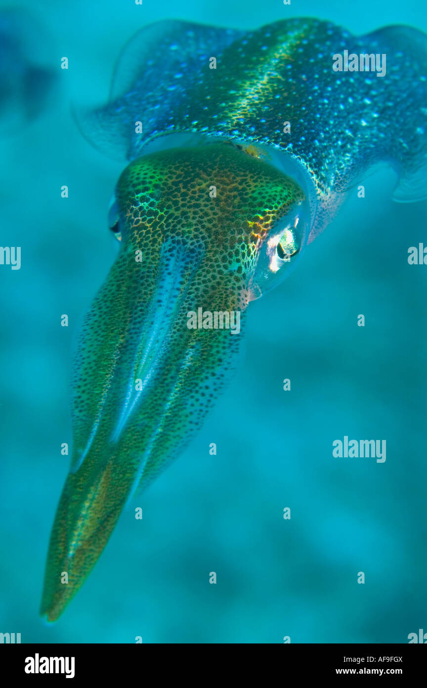 Caribbean reef squid on hi-res stock photography and images - Alamy