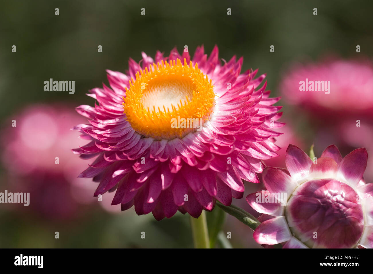 Helichrysum bracteata, strawflower Stock Photo - Alamy