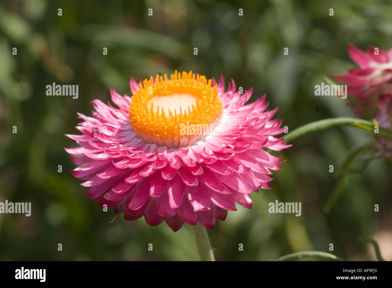 Helichrysum bracteata, strawflower Stock Photo - Alamy