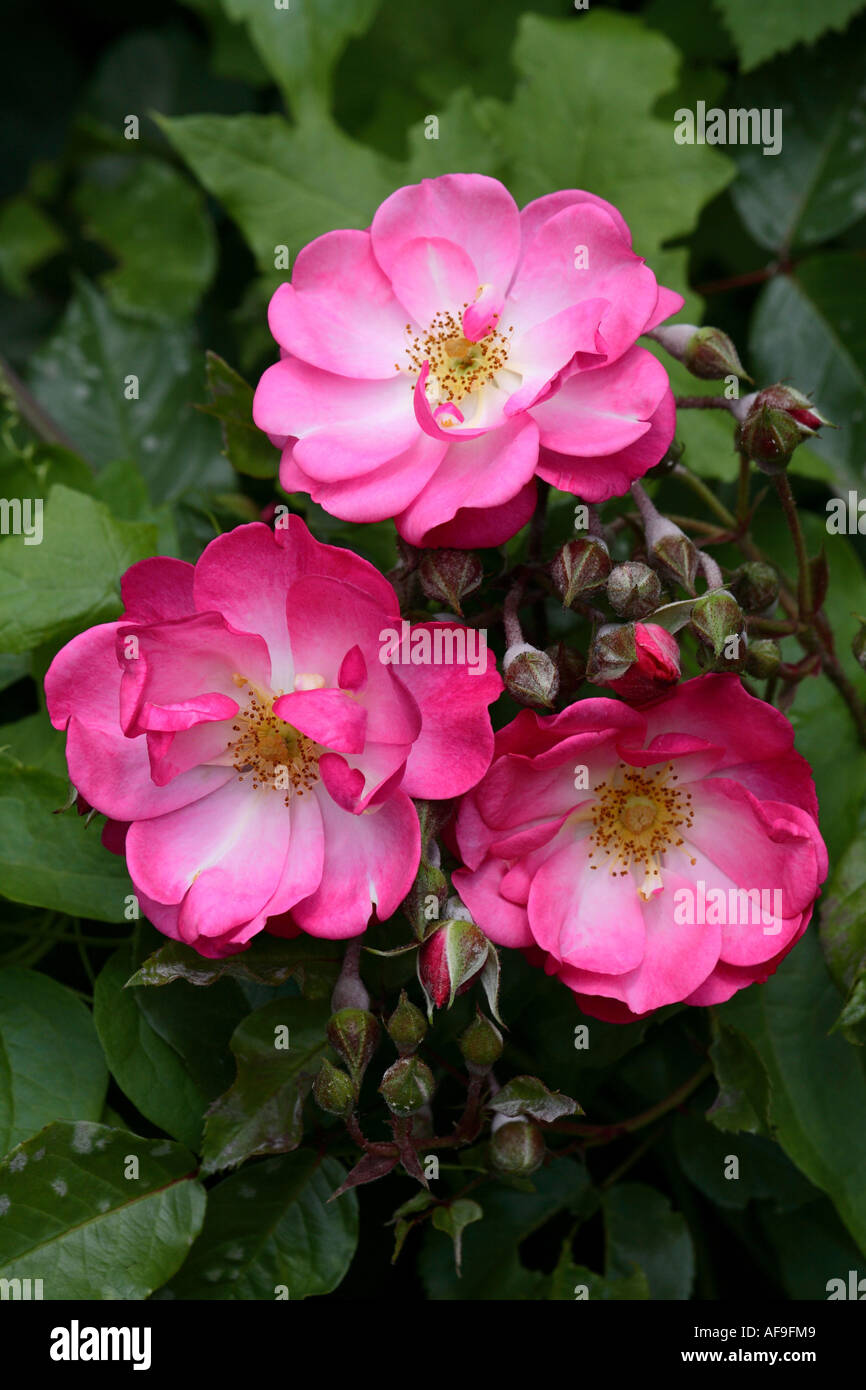 French rose (Rosa gallica), flowers Stock Photo - Alamy