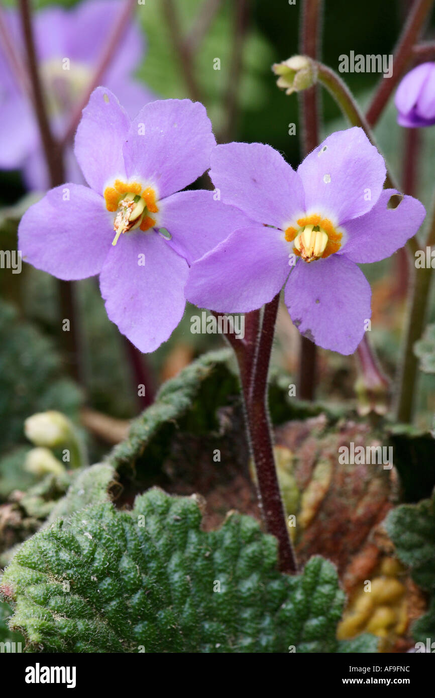 Ramonda plant hi-res stock photography and images - Alamy