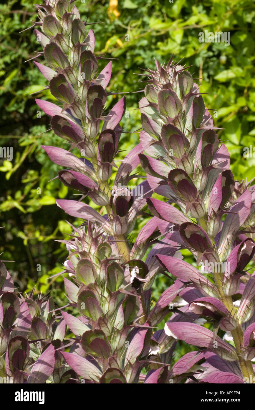 Flowers acanthus hi-res stock photography and images - Alamy