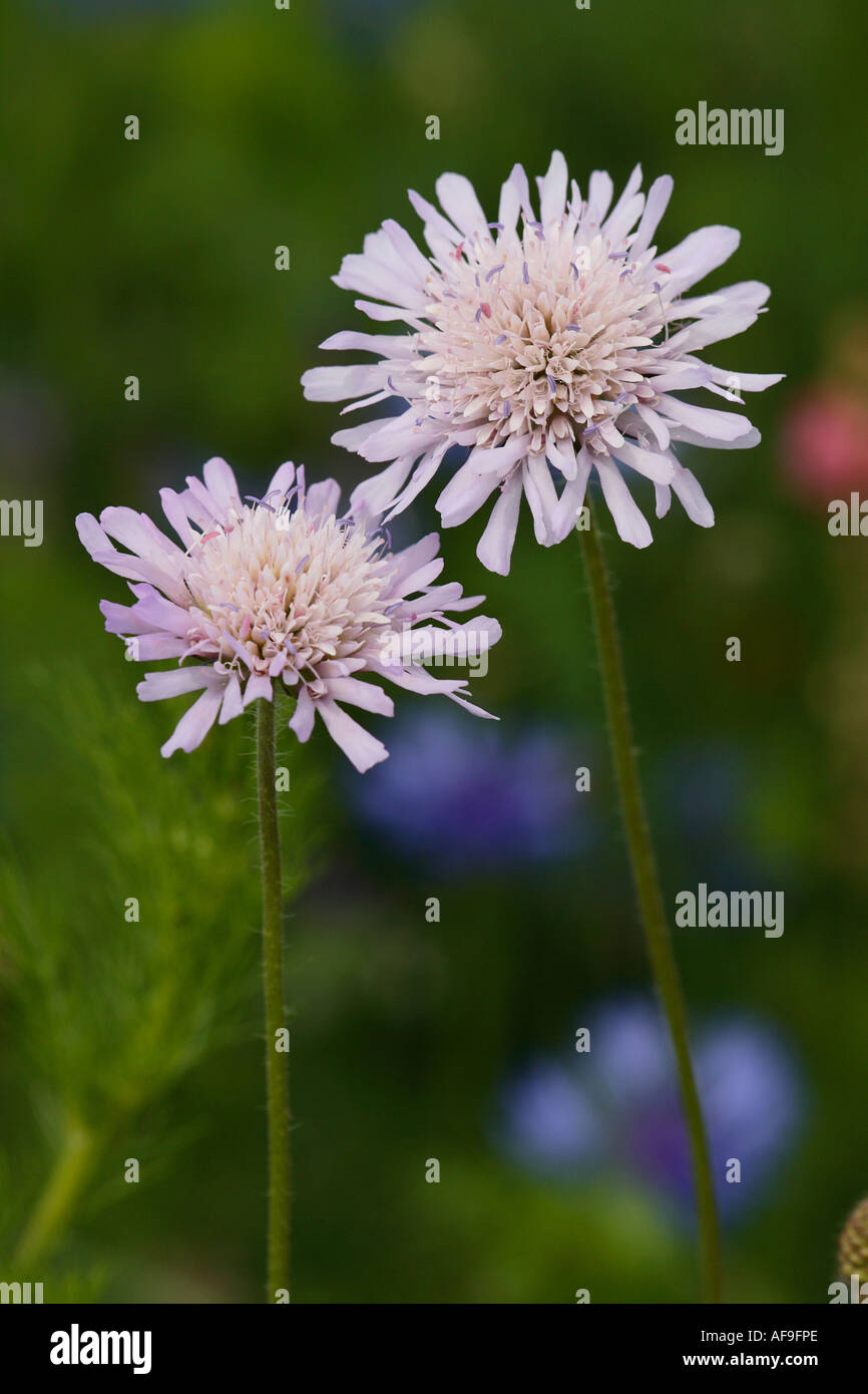 blue button, field scabious (Knautia arvensis), inflorescences Stock ...