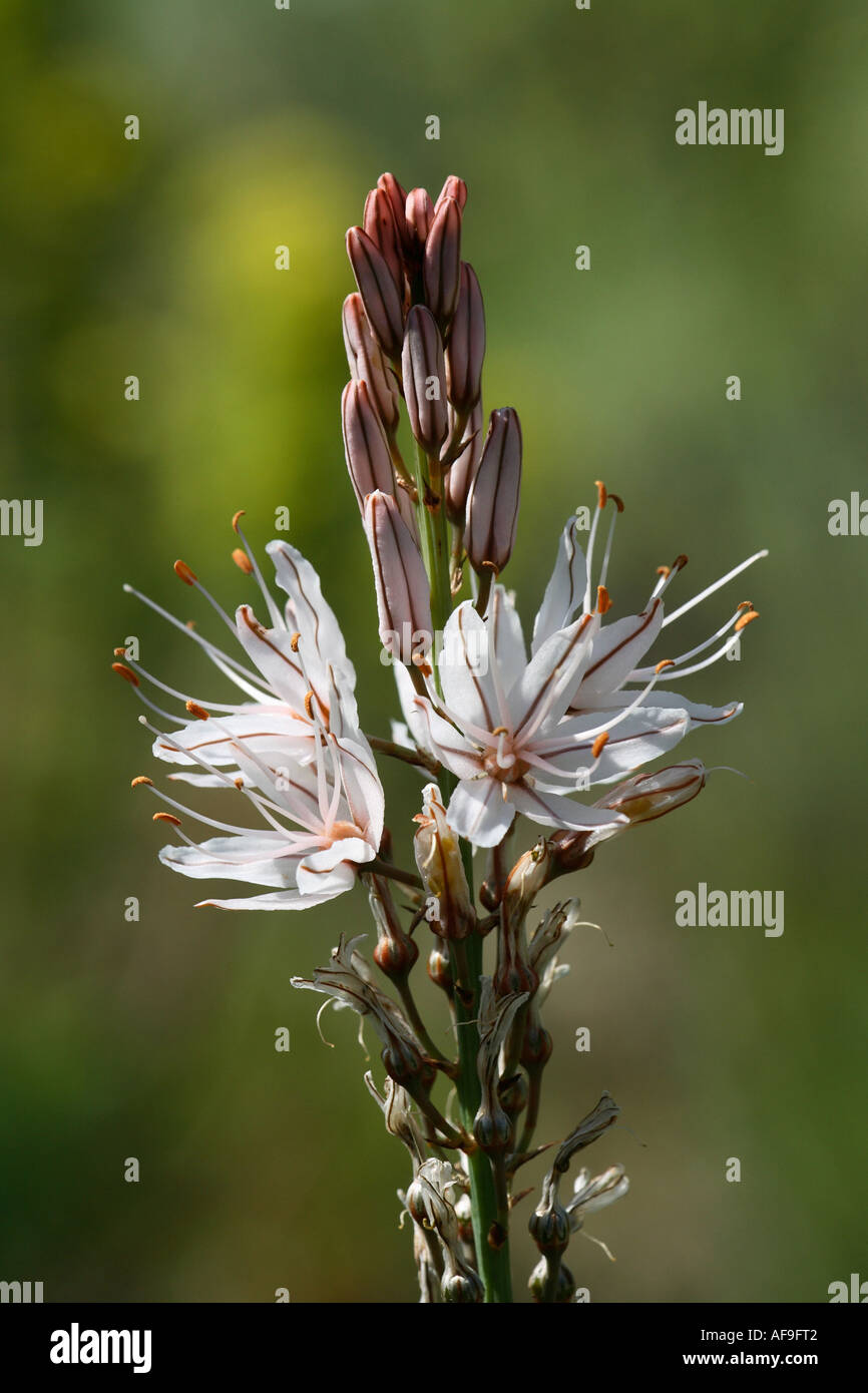 Perennial flowering plants family asphodelaceae hi-res stock ...