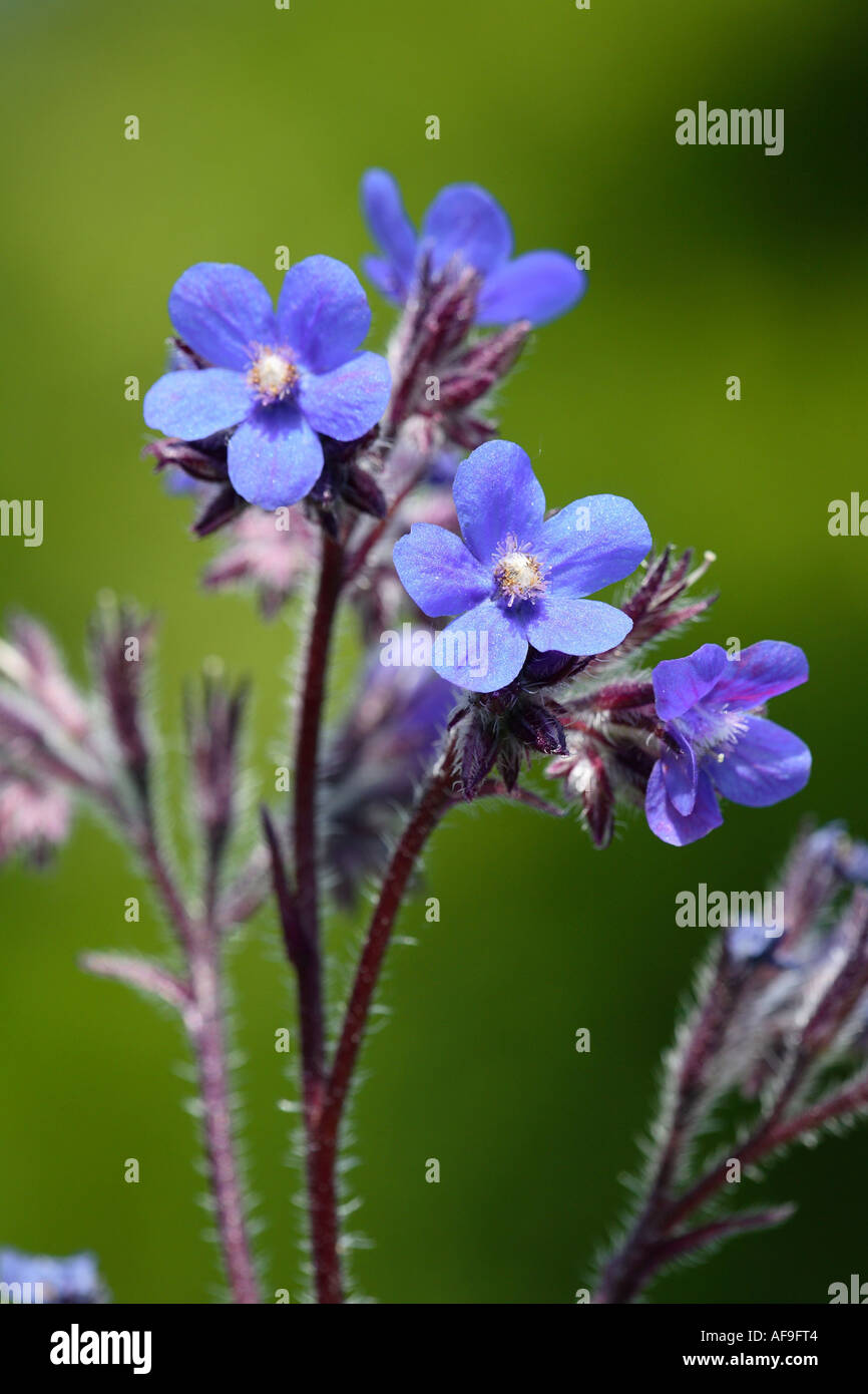 Anchusa flowers hi-res stock photography and images - Alamy