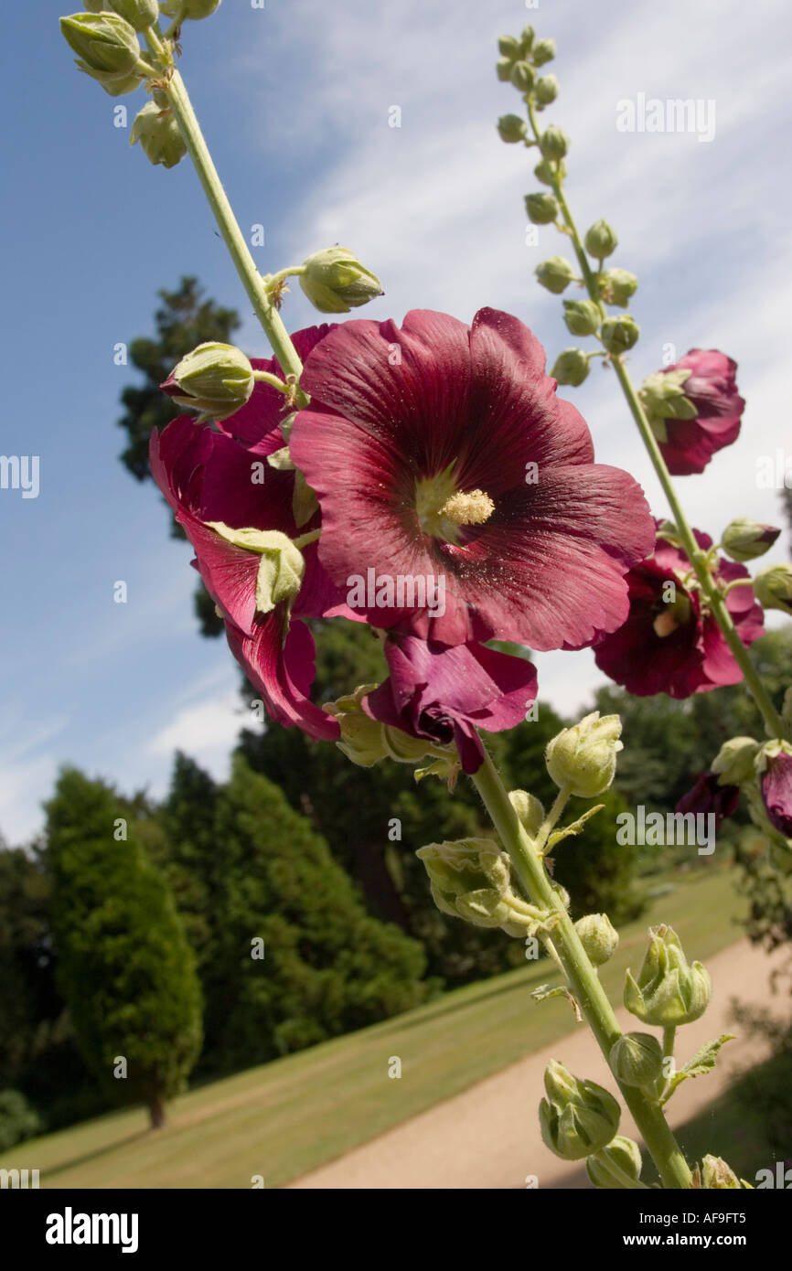 Hollyhock Tea Stock Photos & Hollyhock Tea Stock Images - Alamy