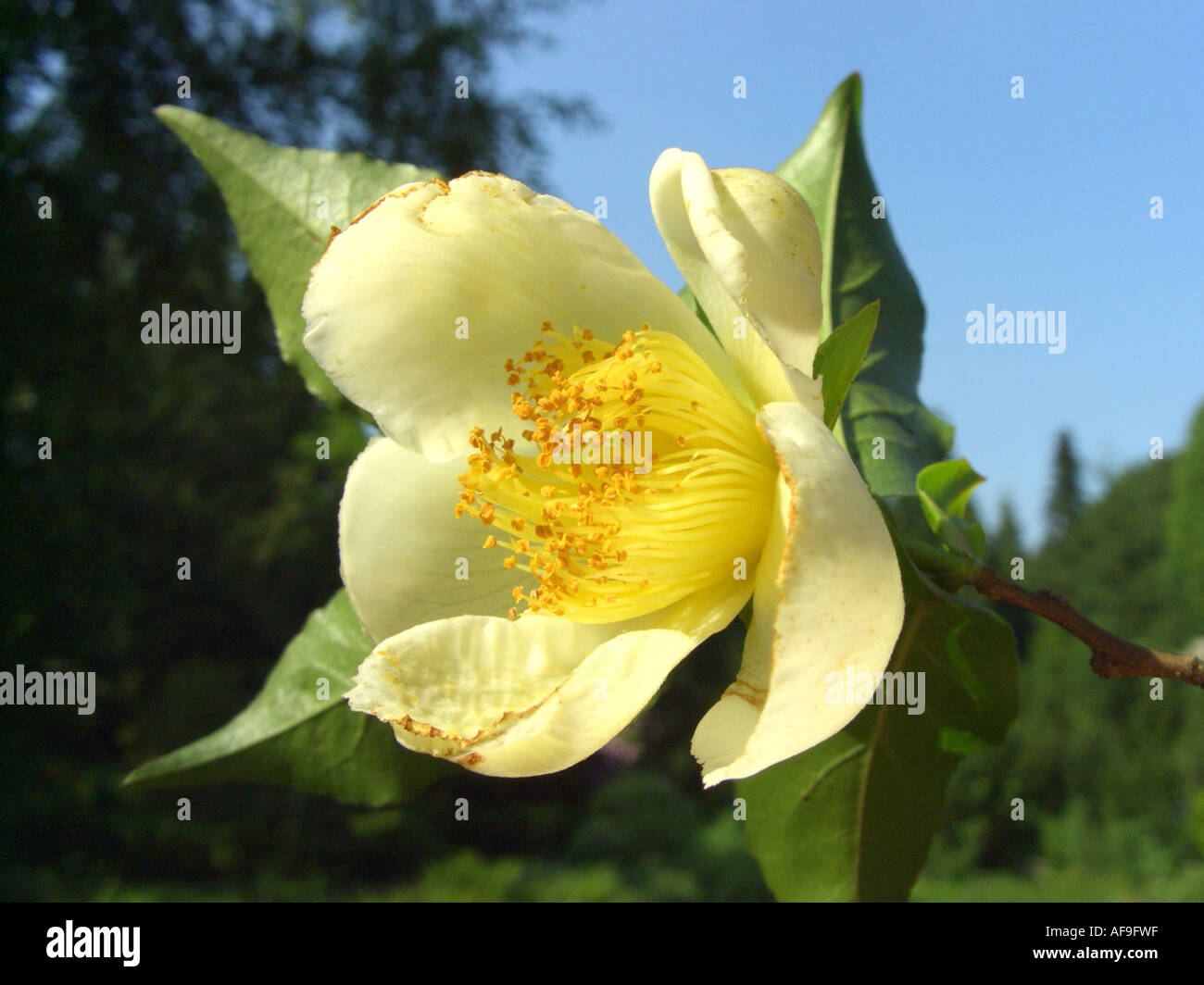 Stewartia pseudocamellia hi-res stock photography and images - Alamy