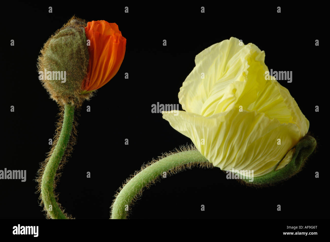 Corn poppy buds, close-up Stock Photo - Alamy