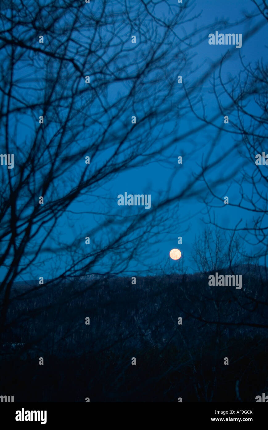 Full moon rising through trees hi-res stock photography and images - Alamy