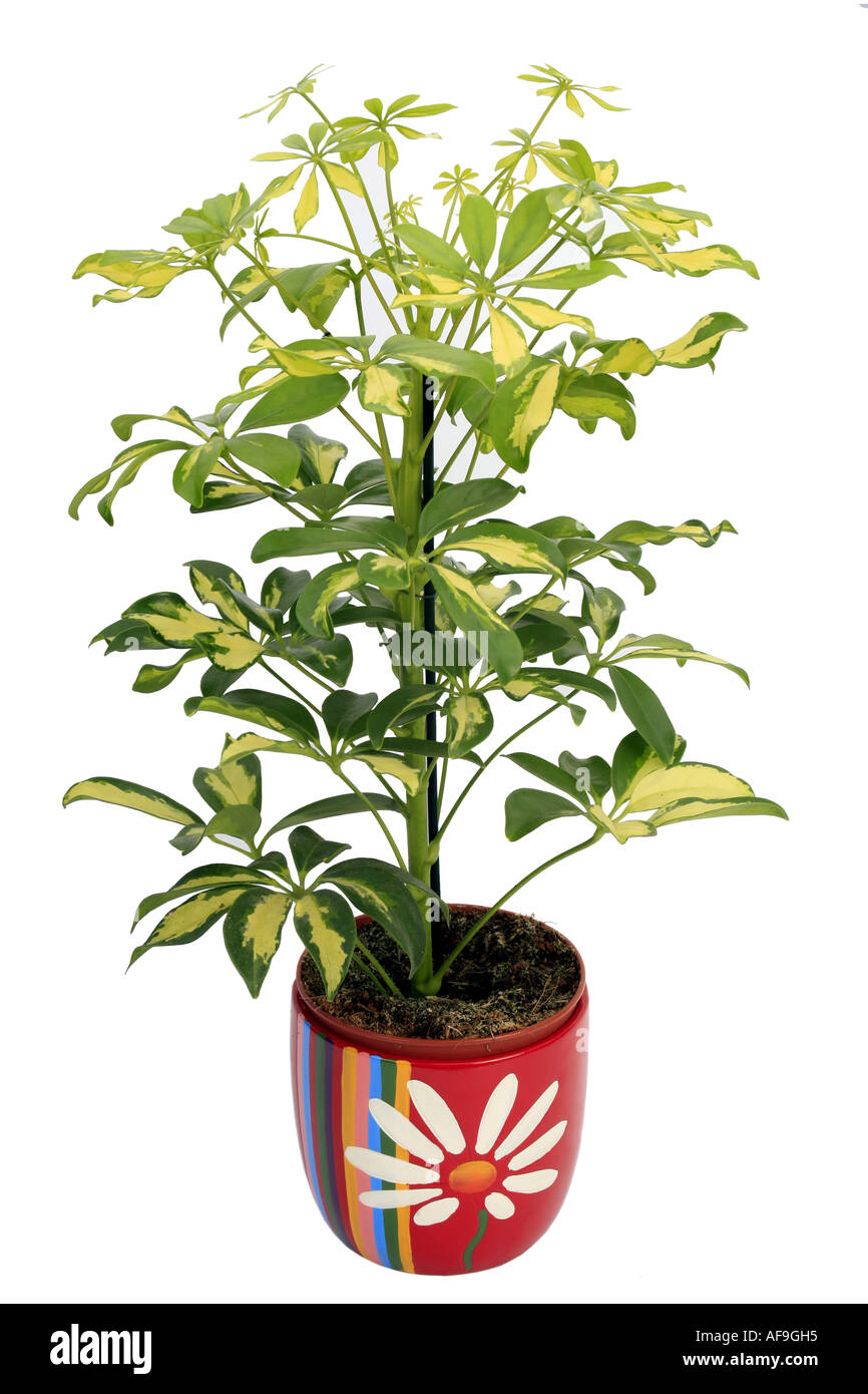 dwarf schefflera (Schefflera arboricola), plant in colourful pot ...