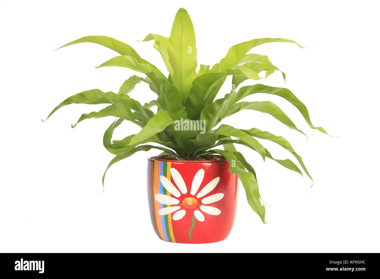 Fern spores ferns Cut Out Stock Images & Pictures - Alamy