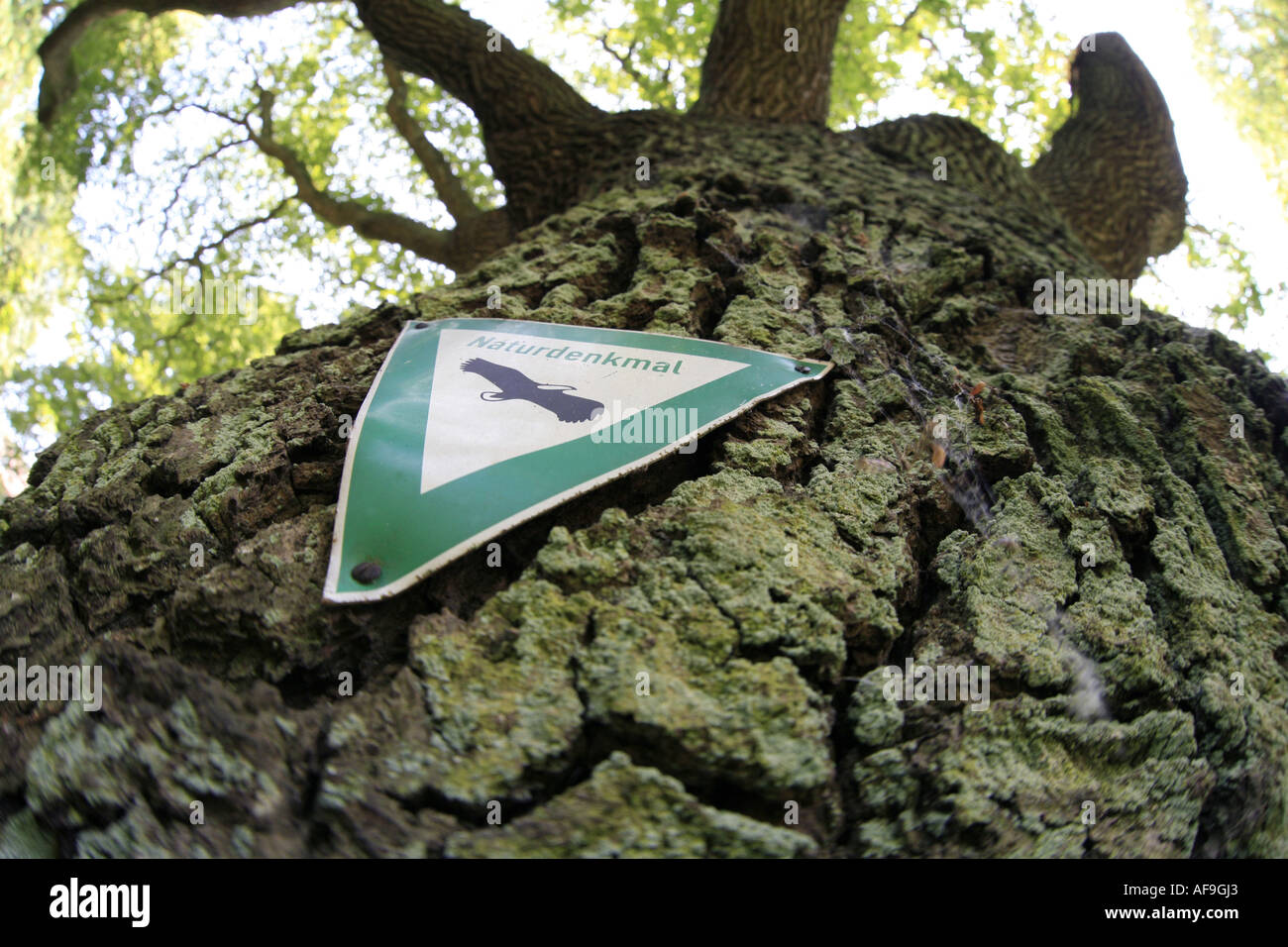 common oak, pedunculate oak, English oak (Quercus robur), sign natur ...