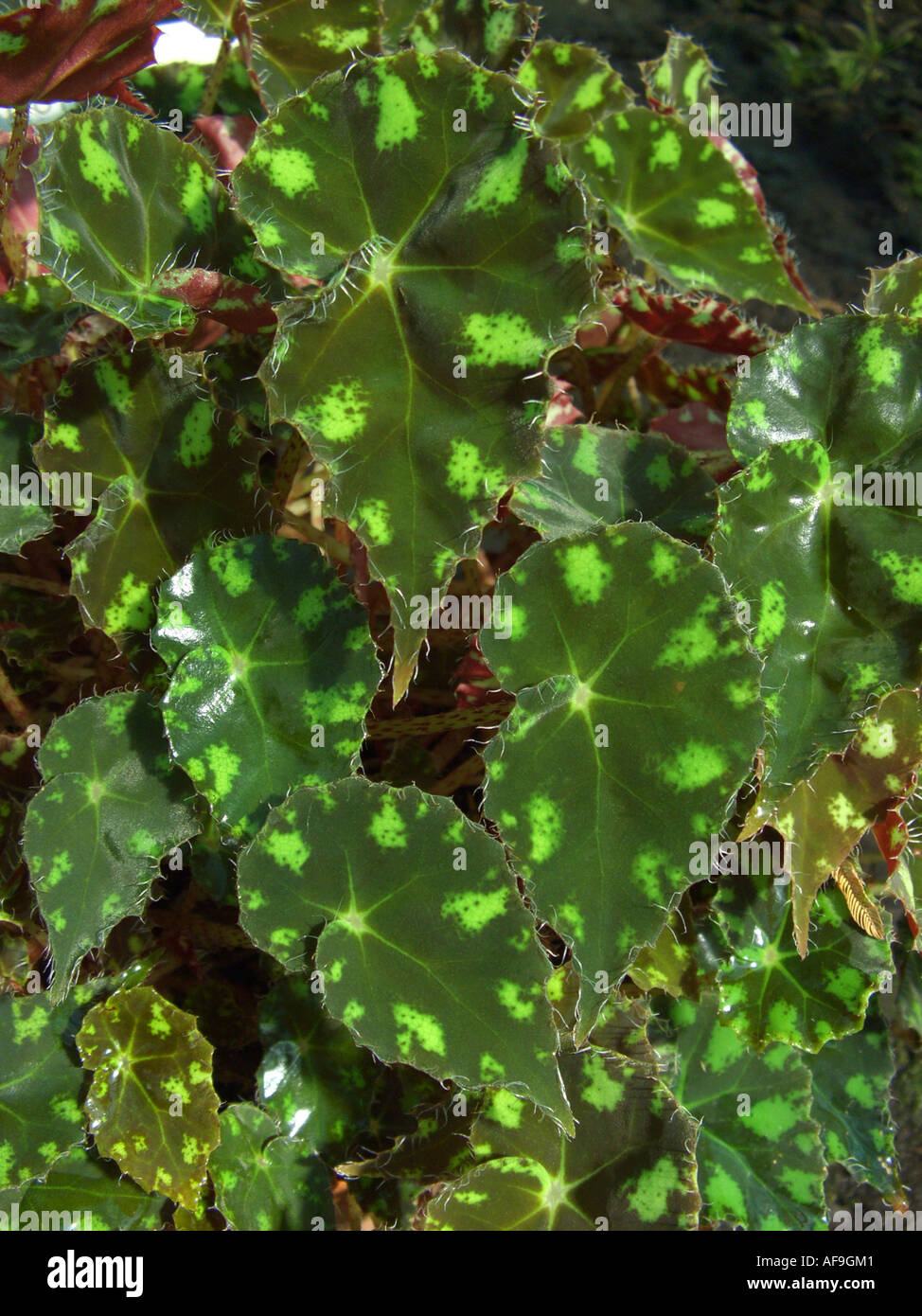 Eyelash Begonia, Tiger Paw Begonia (Begonia bowerae), leaves Stock ...