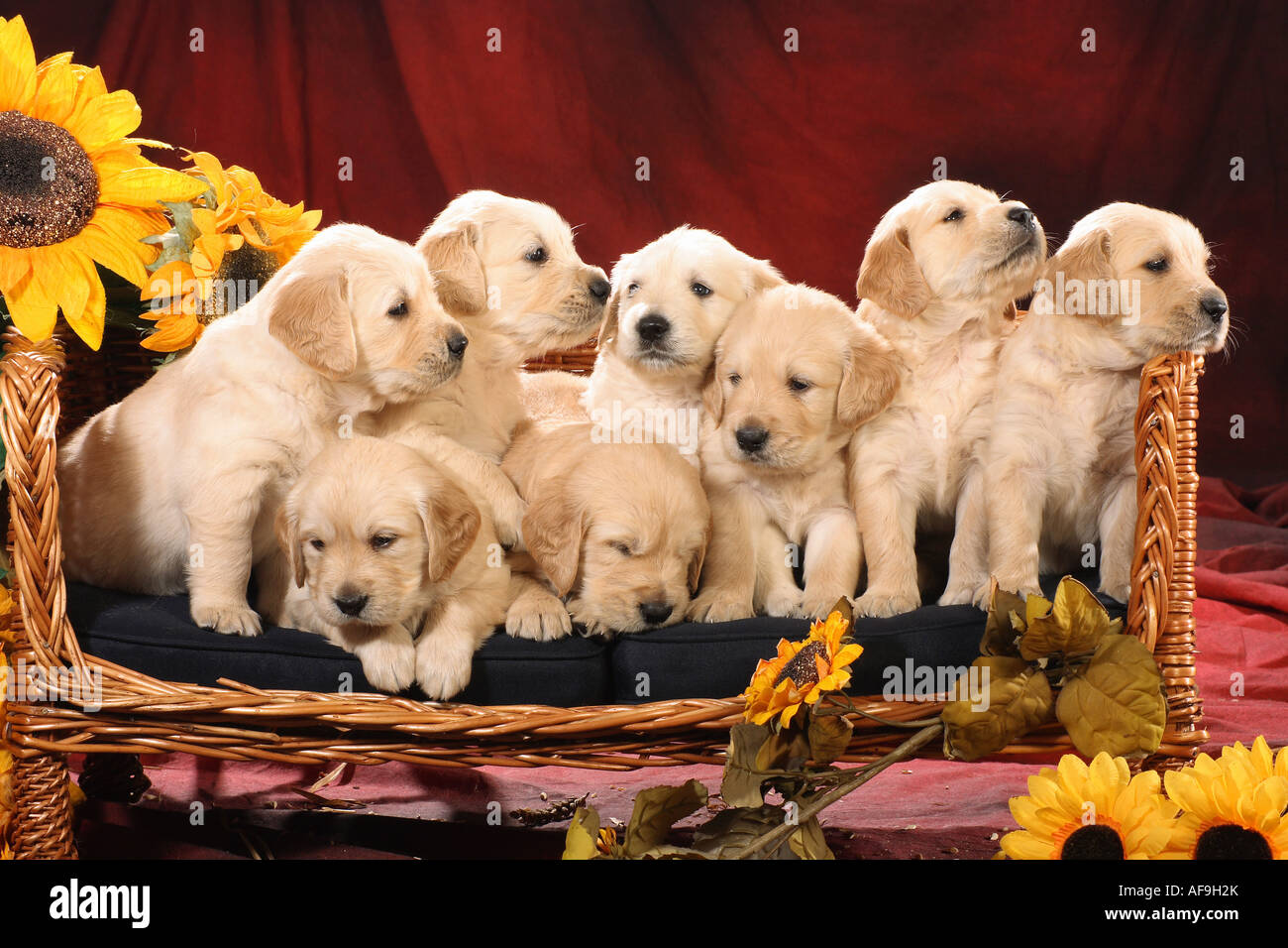 8 eight puppies hi-res stock photography and images - Alamy