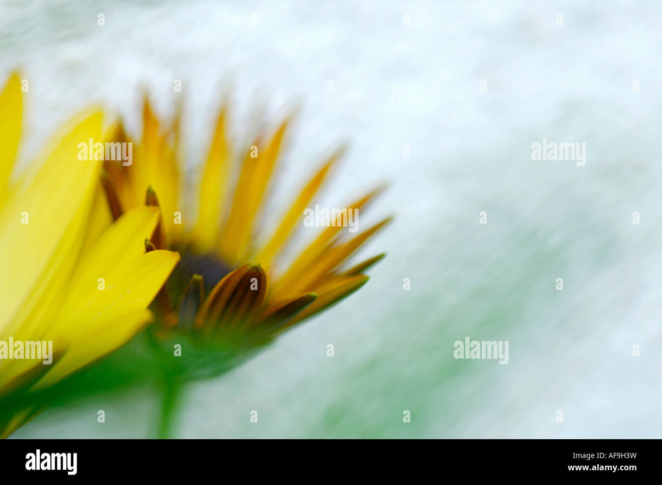 Without petals daisy hi-res stock photography and images - Alamy