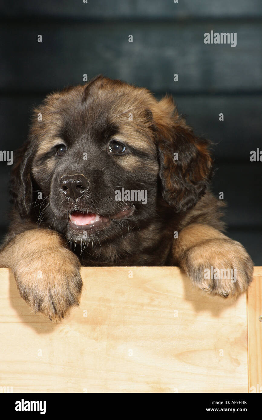 Leonberger - puppy - portrait Stock Photo - Alamy