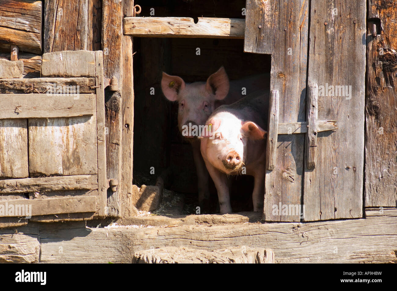 Pigsties Stock Photos & Pigsties Stock Images - Alamy