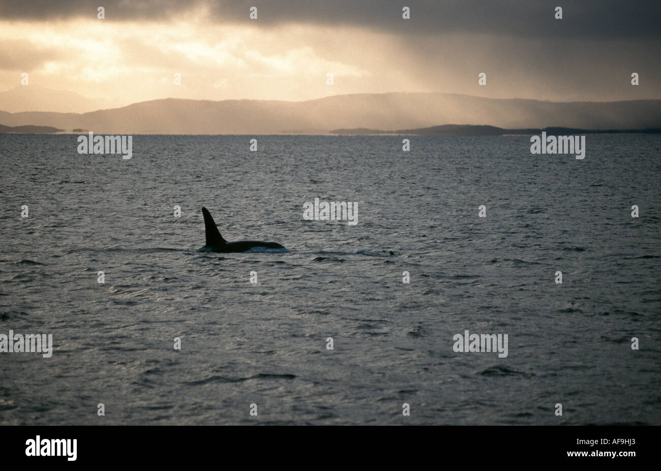 Orca great killer whale grampus hi-res stock photography and images - Alamy