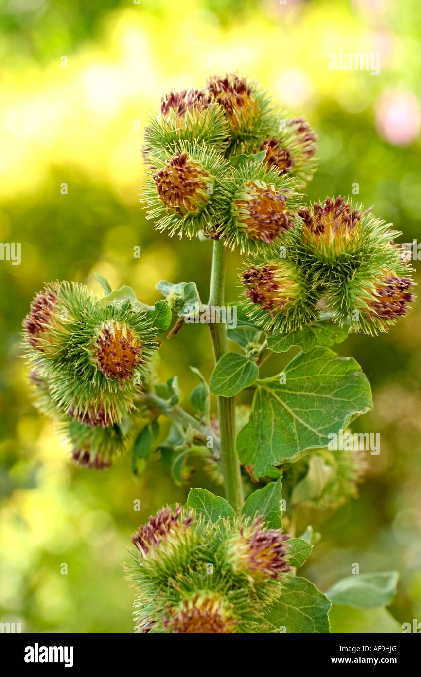 Greater burdock (Arctium lappa Stock Photo - Alamy