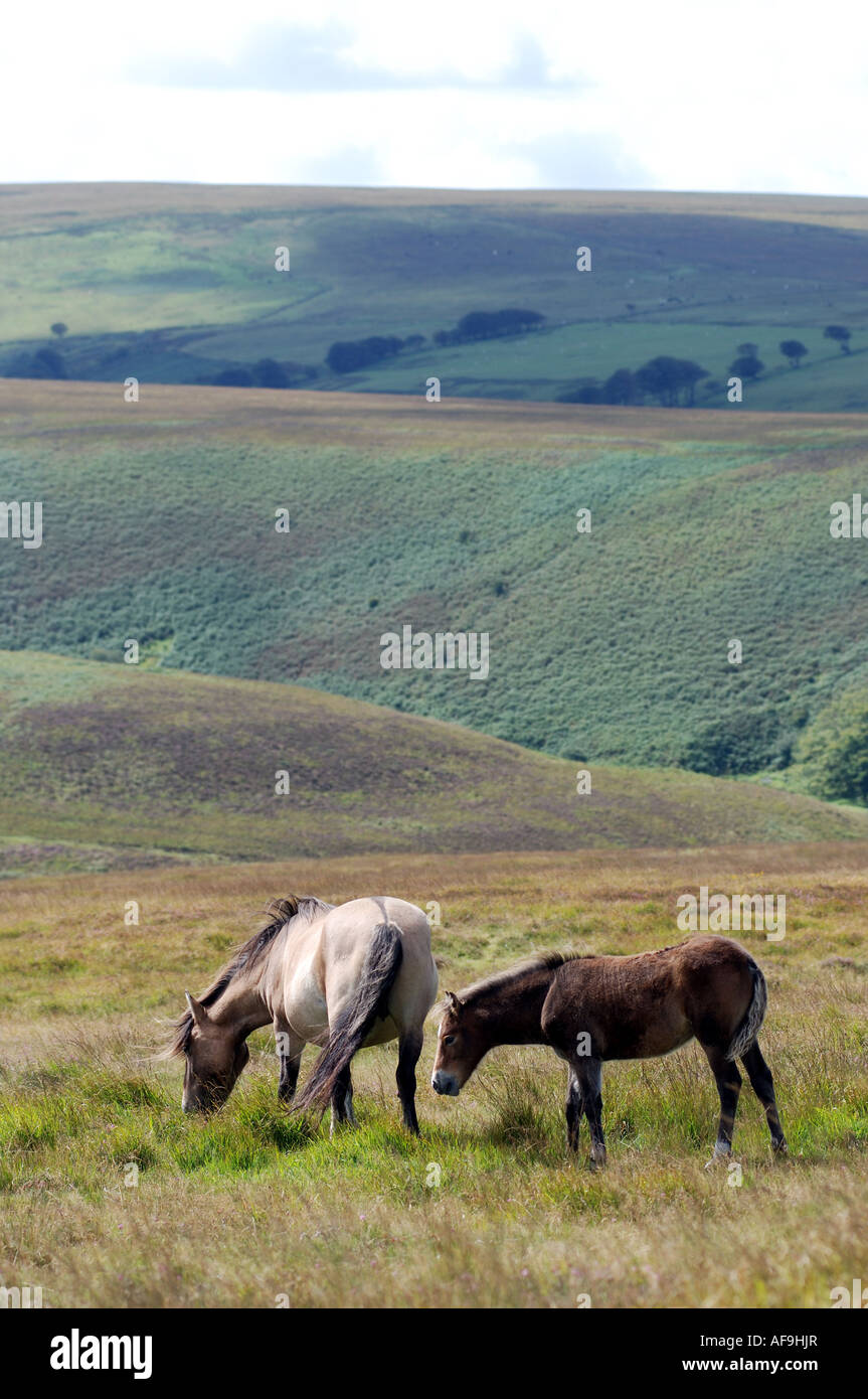 Exmoor Ponies on Brendon Common, Exmoor, Devon, England, UK Stock Photo ...