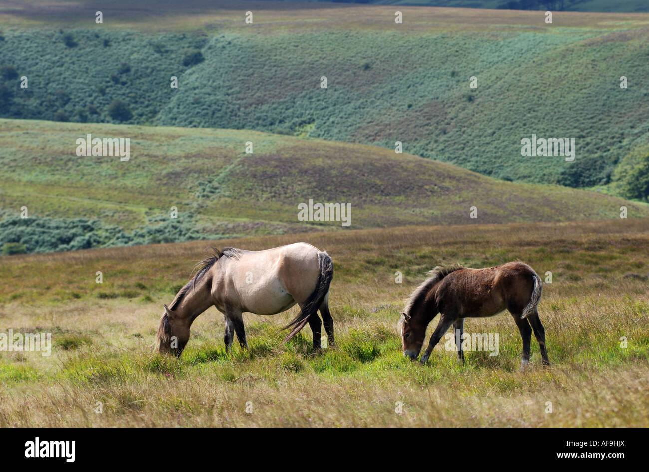 Exmoor Ponies on Brendon Common, Exmoor, Devon, England, UK Stock Photo ...