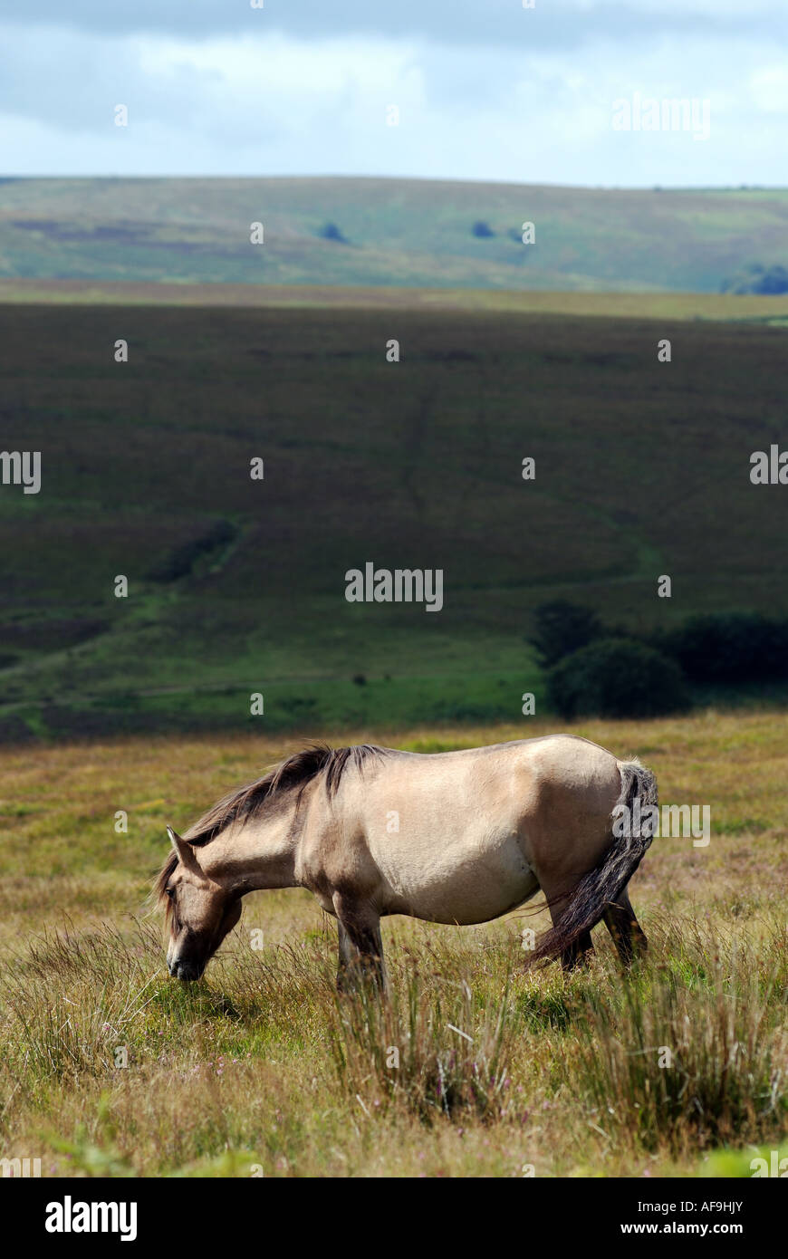 Exmoor Ponies on Brendon Common, Exmoor, Devon, England, UK Stock Photo ...
