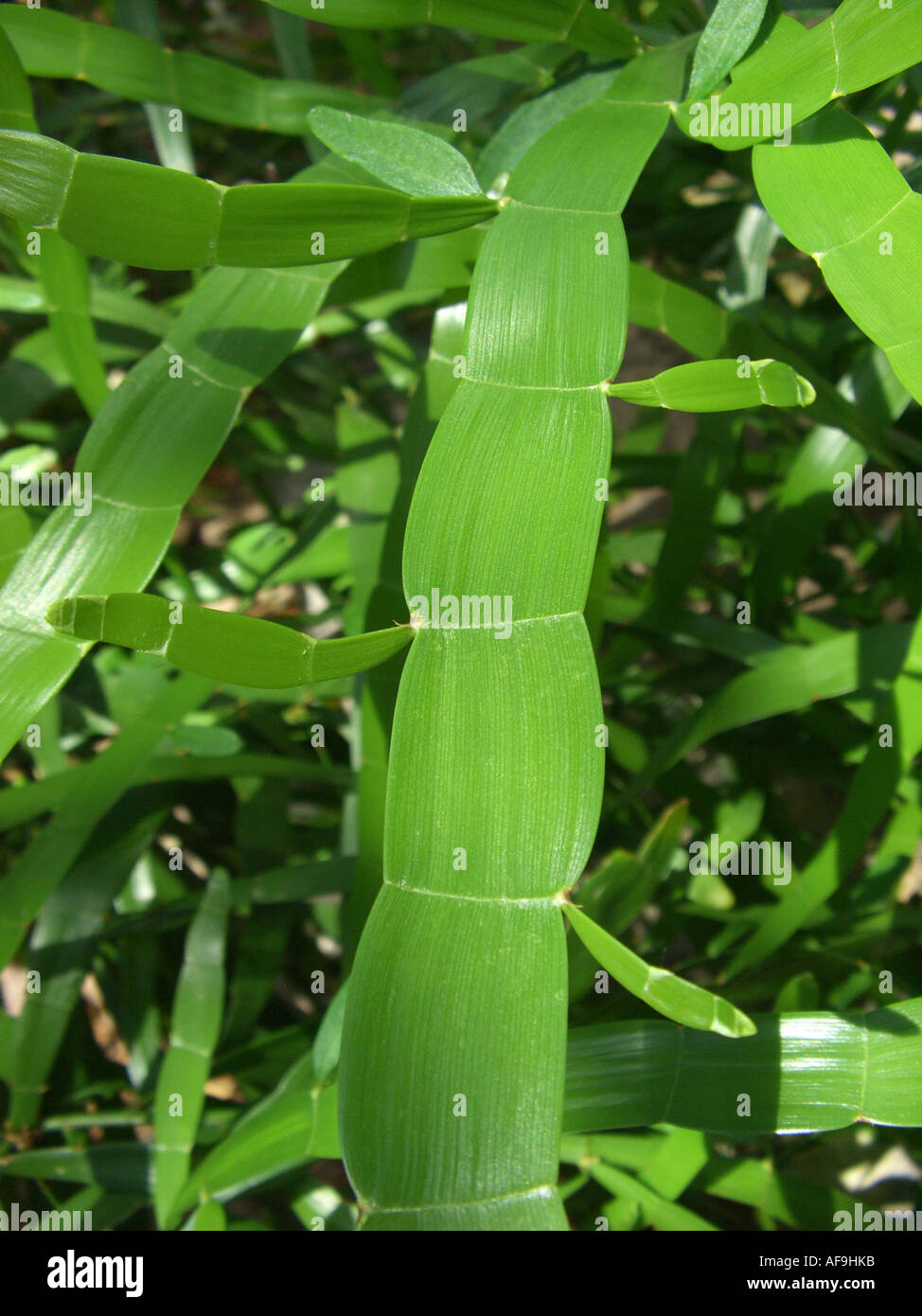 Centipede Plant, Ribbon Bush (Homalocladium platycladum), sprout Stock ...