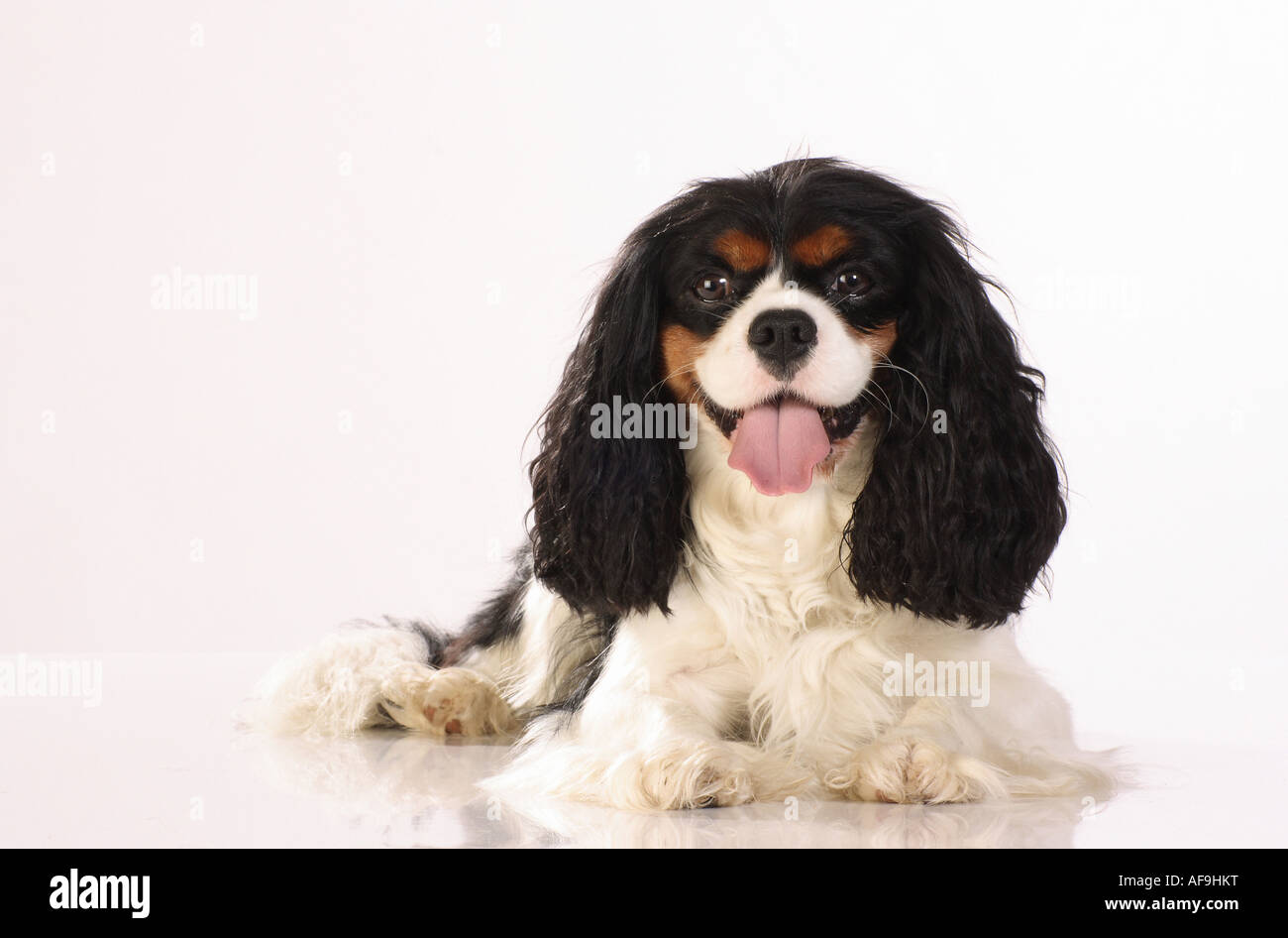 Cavalier King Charles Spaniel - lying - cut out Stock Photo - Alamy