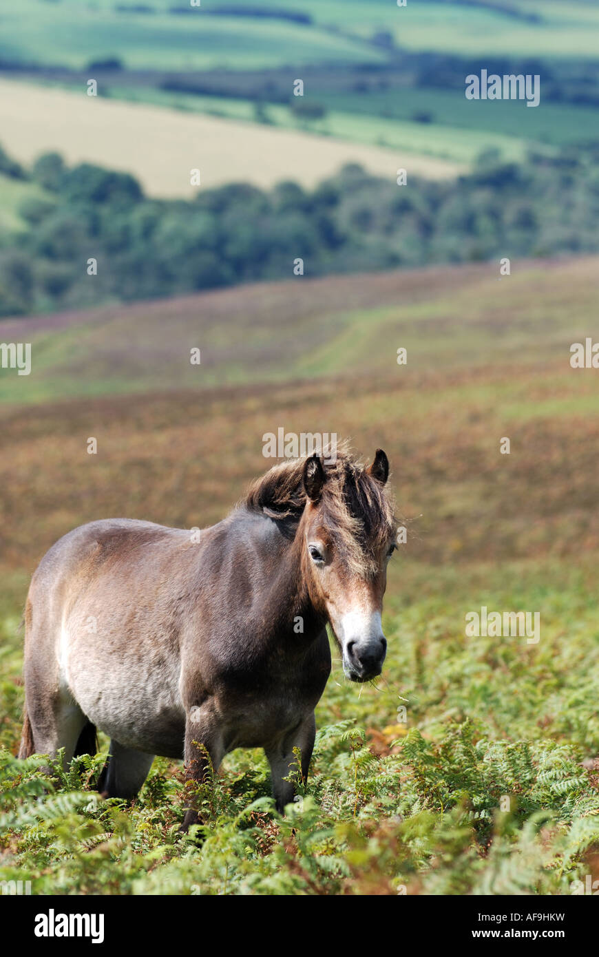 Exmoor Pony on Brendon Common, Exmoor, Devon, England, UK Stock Photo ...