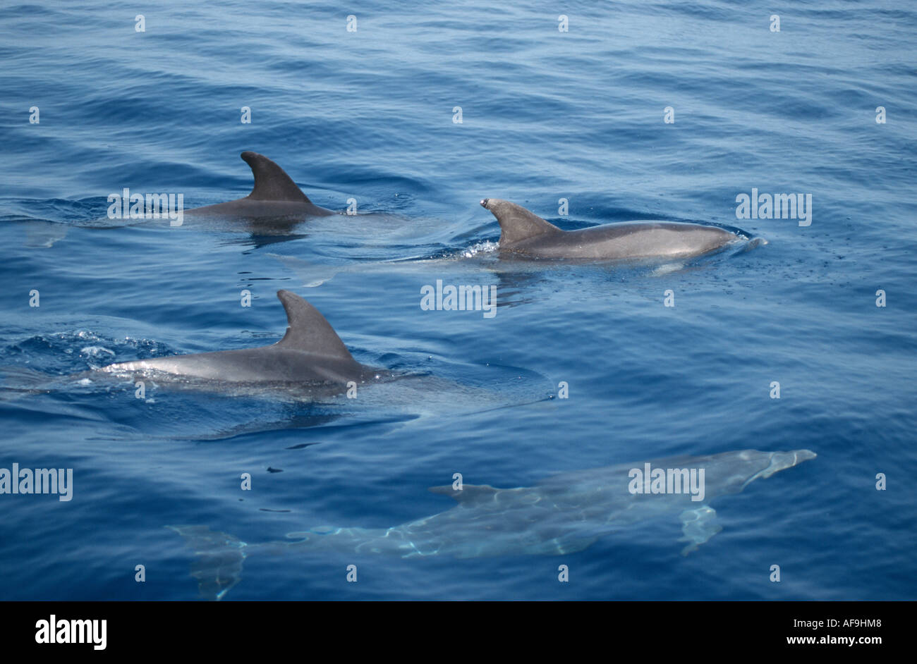 bottlenosed dolphin, common bottle-nosed dolphin (Tursiops truncatus ... bottlenosed dolphin, common bottle-nosed dolphin (Tursiops truncatus ...