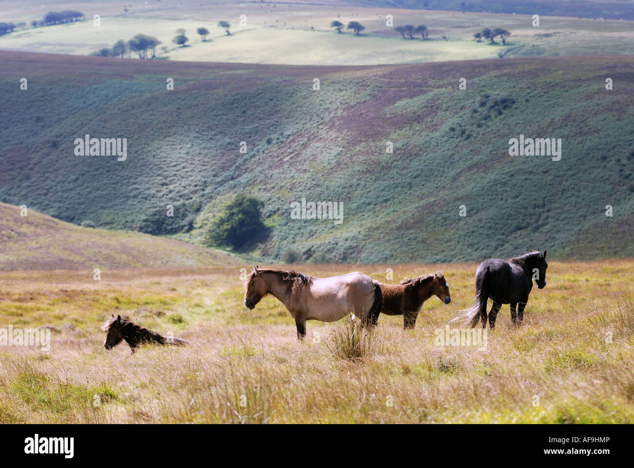 Exmoor Ponies on Brendon Common, Exmoor, Devon, England, UK Stock Photo ...