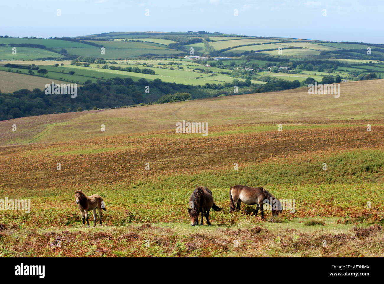Exmoor Ponies on Brendon Common, Exmoor, Devon, England, UK Stock Photo ...