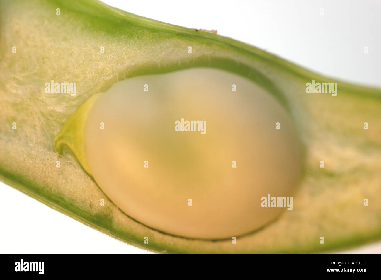 A Stock Photograph of The Inside of a Broad Bean Pod Stock Photo - Alamy