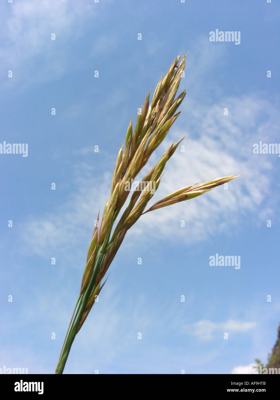 Upright perennial brome grass hi-res stock photography and images - Alamy