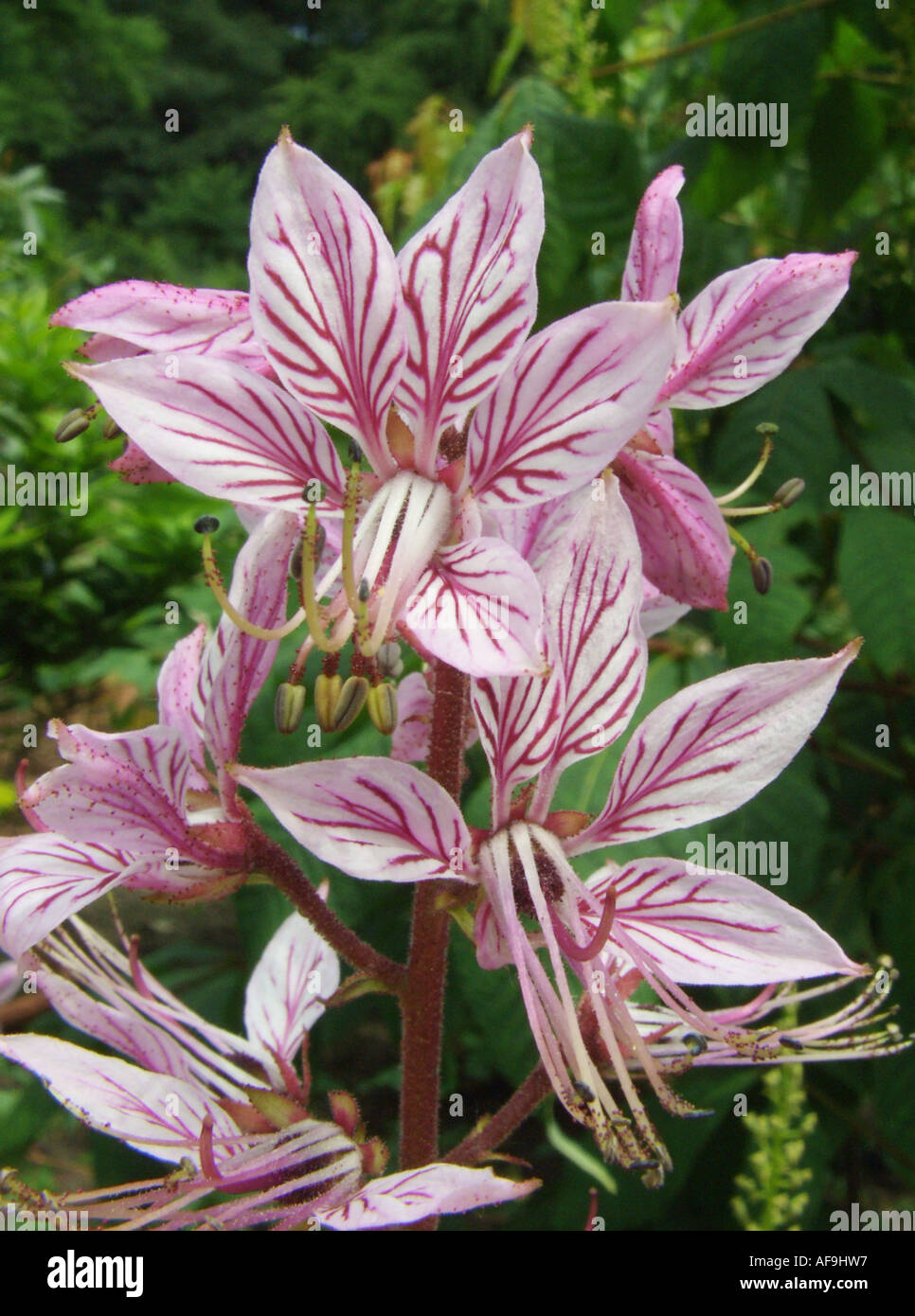burning bush (Dictamnus albus), flowers Stock Photo - Alamy