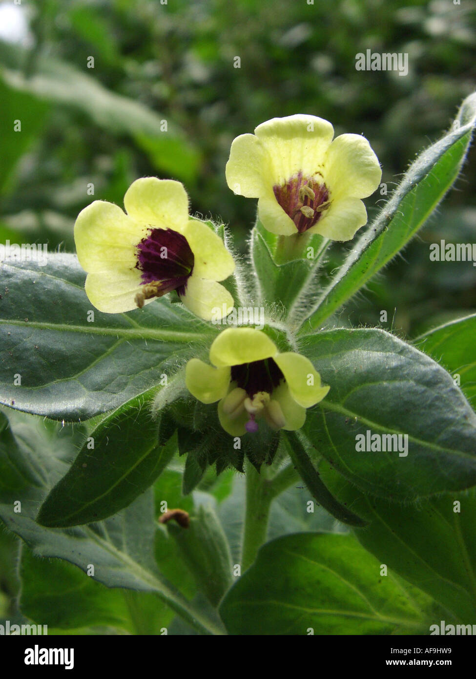 Hallucinogenic wild flower plant hi-res stock photography and images ...
