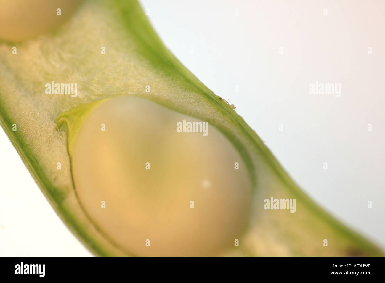 A Stock Photograph of The Inside of a Broad Bean Pod Stock Photo - Alamy