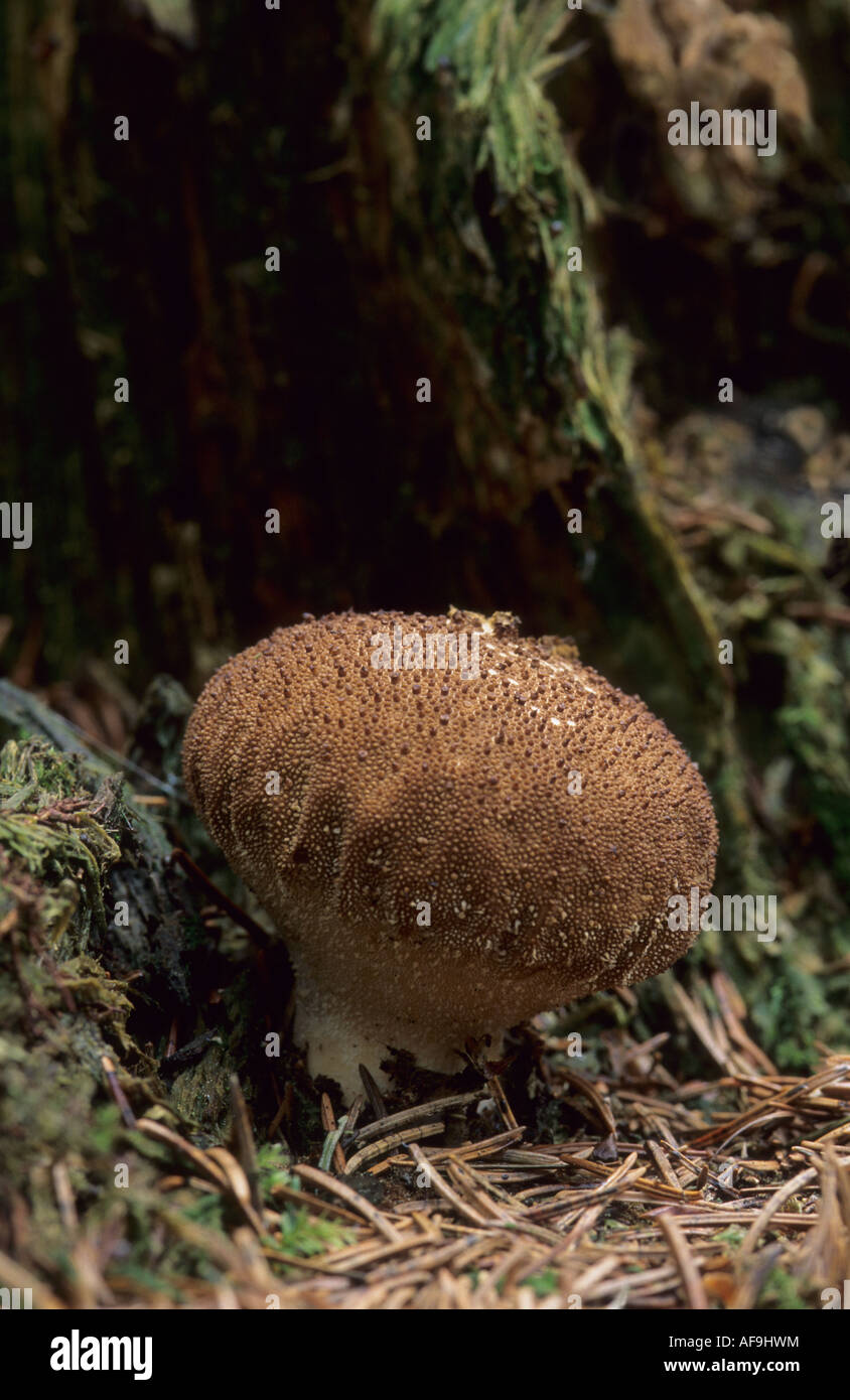 Small puffball hi-res stock photography and images - Alamy