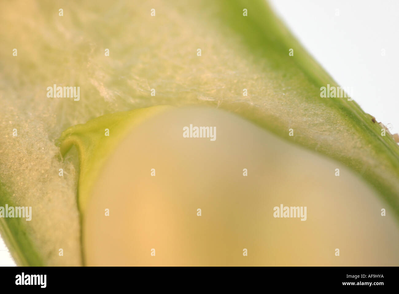 A Stock Photograph of The Inside of a Broad Bean Pod Stock Photo - Alamy