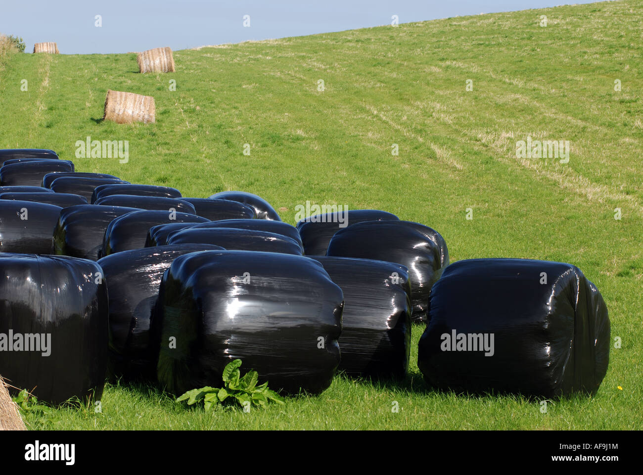 Black hay bales hi-res stock photography and images - Alamy