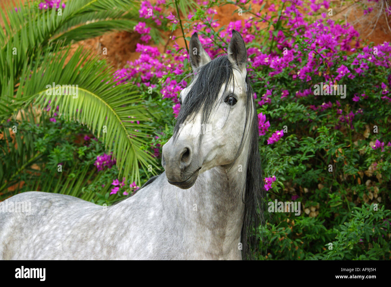 Arab-Barb - portrait Stock Photo - Alamy