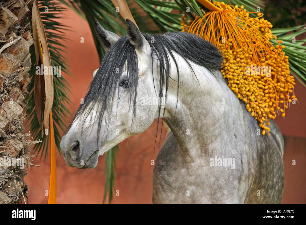 Arab-Barb - portrait Stock Photo - Alamy