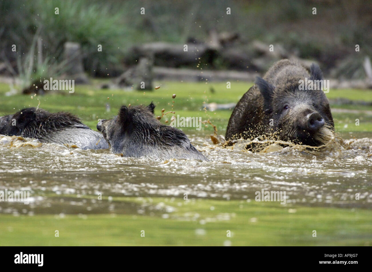 Three groove hi-res stock photography and images - Alamy