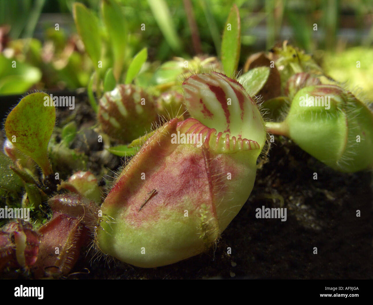 Australian Flycatcher (Cephalotus follicularis), carnivorous plant ...